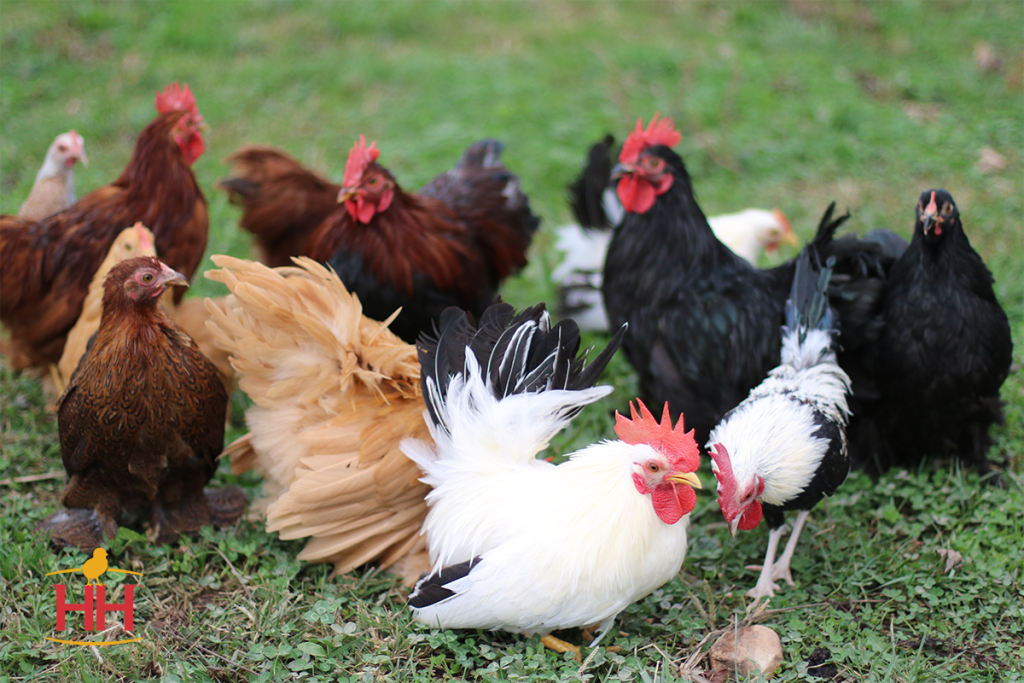 Hoover Hatchery – Springfield